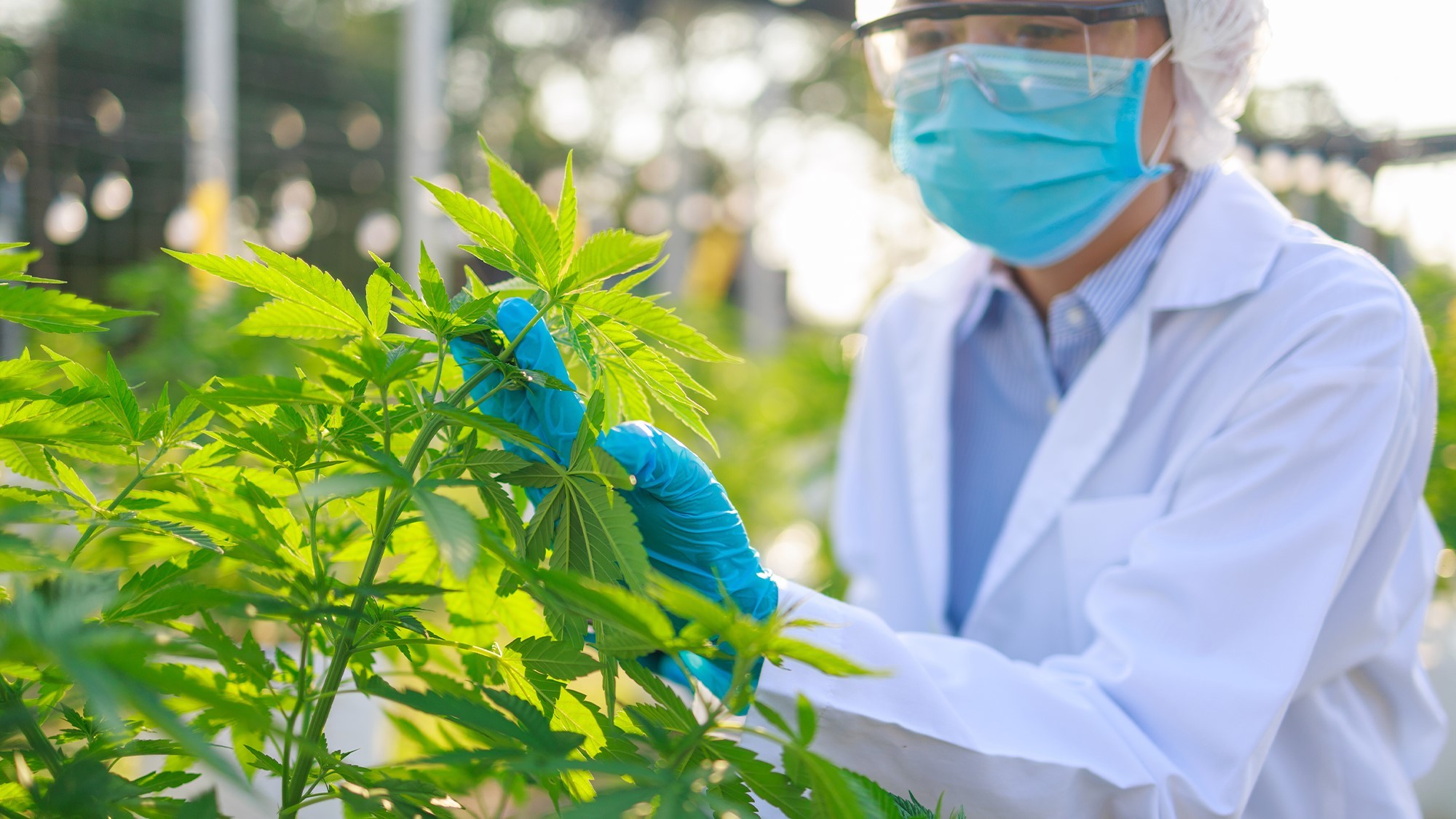 Hemp Insurance for Tribal Farmers | HUB International